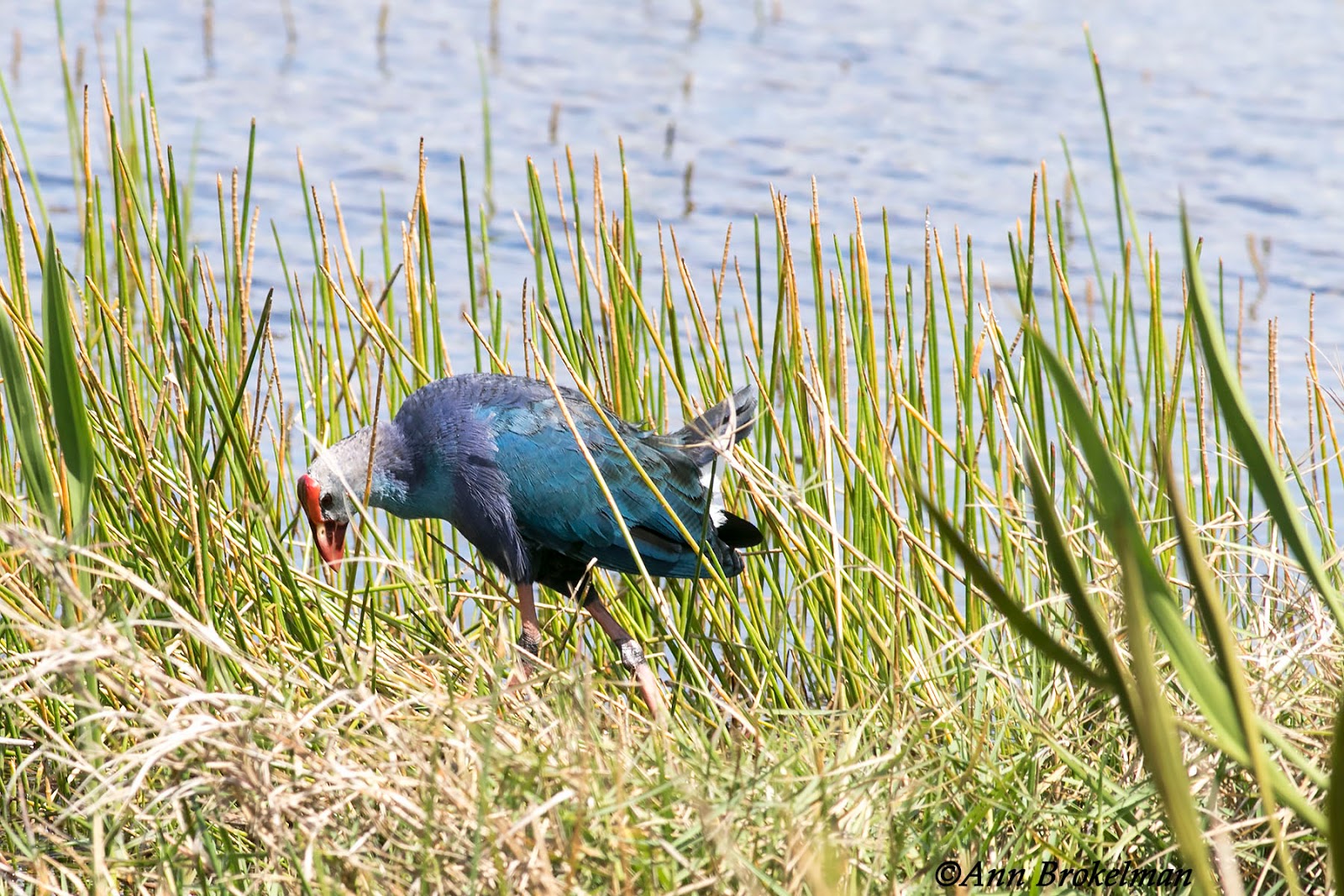 Ann Brokelman Photography: Swamp Hens in Florida