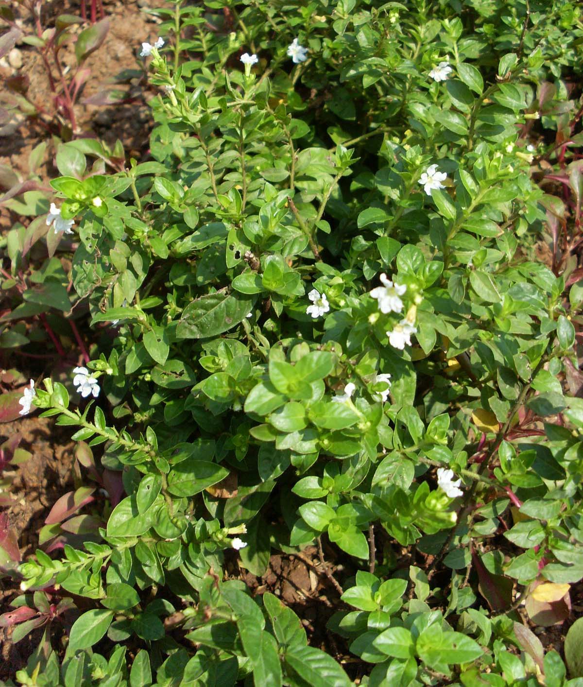 8 JENIS TANAMAN BERBUNGA YANG TAHAN PANAS - TANAMAN HIAS BOGOR | JUAL ...
