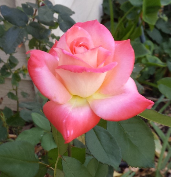 Speaking Of Things: The Last Rose of Summer