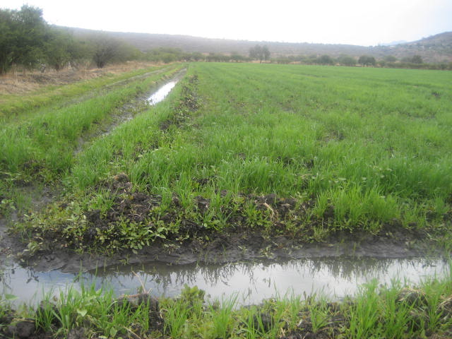 Diálogo con la Realidad desde Ciencias Naturales: PARCELA DE TRIGO EN ...