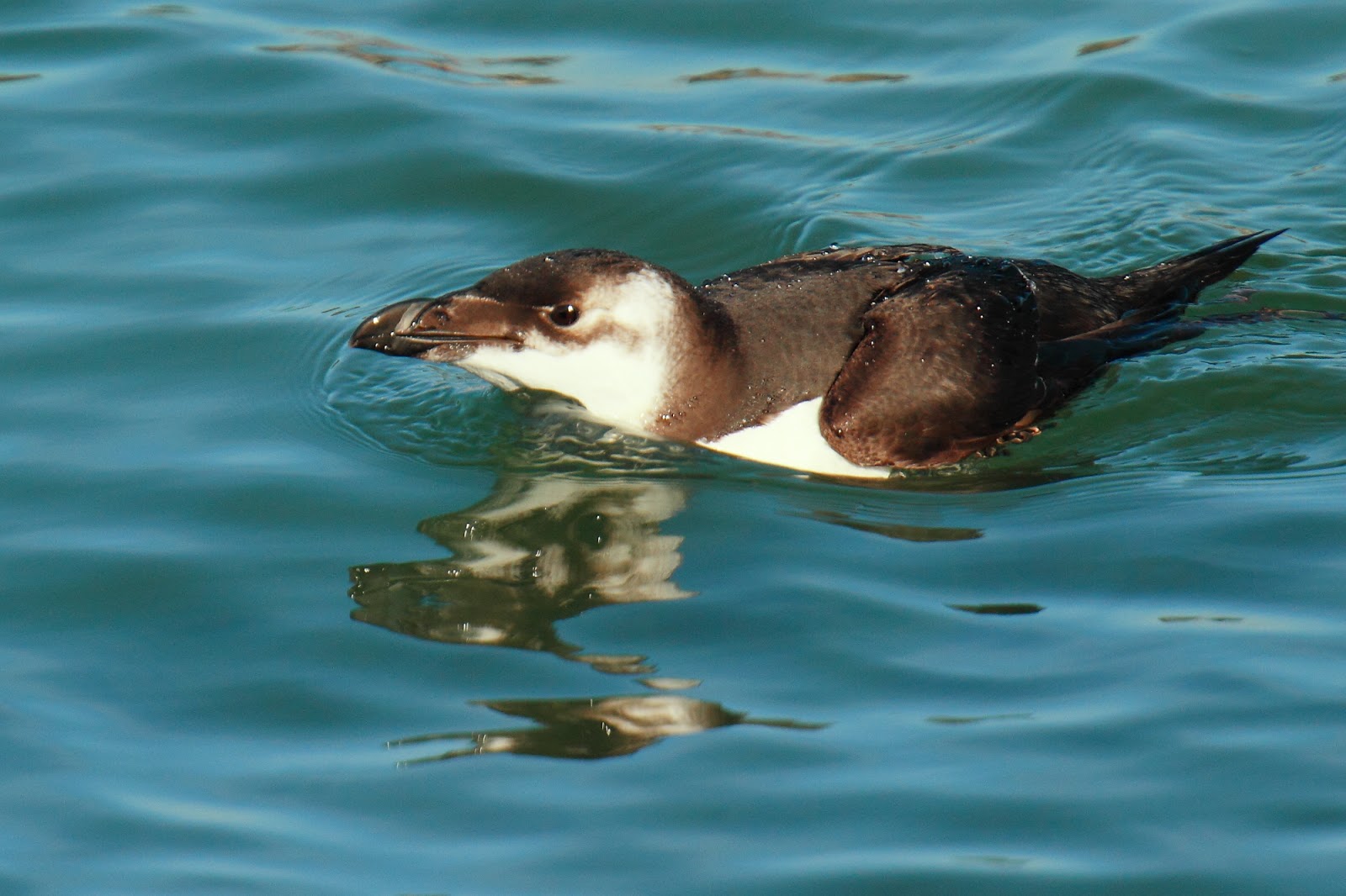 Diario de un Aprendiz de Naturalista: Alca Común (Alca torda)