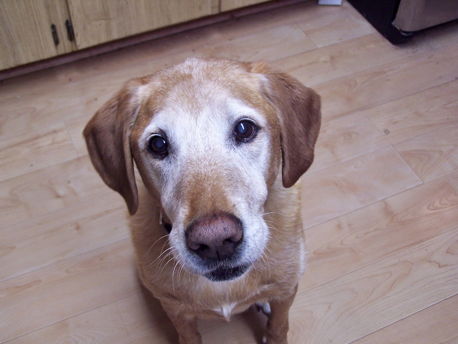 Granddad's Corner: Purex Insider Review: Purex Pet Fresh