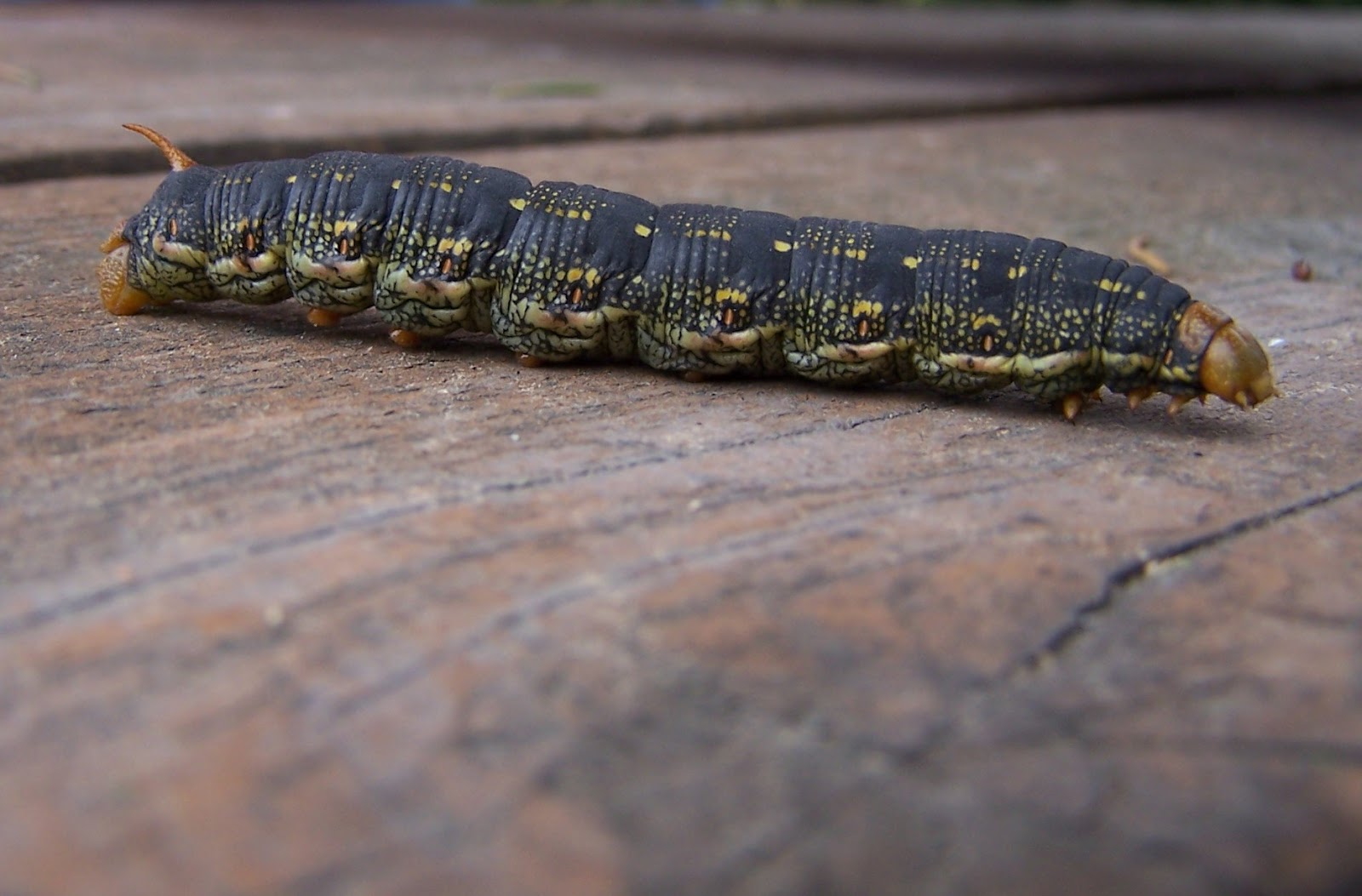 NATURE NOTES: May 2012