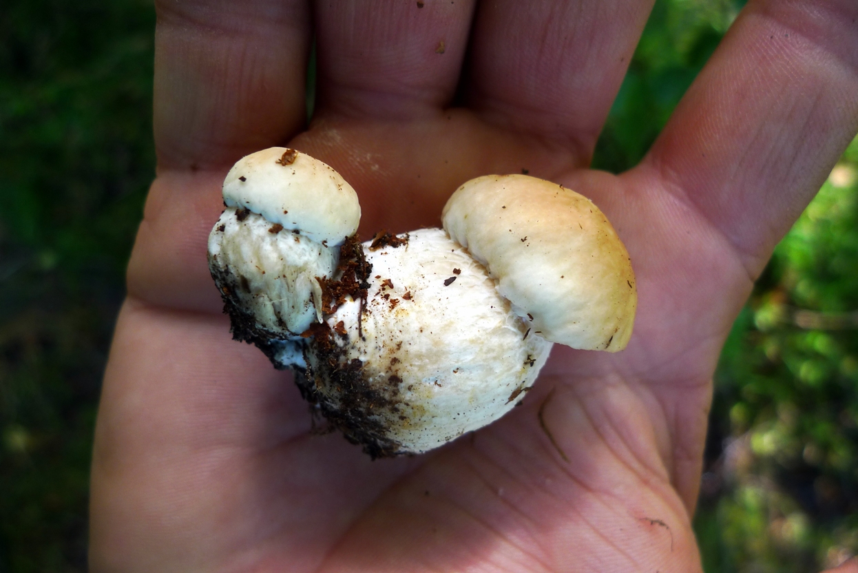 Oldest Trees Najstarsze Drzewa: Trees Are the Longest-Living Organisms ...