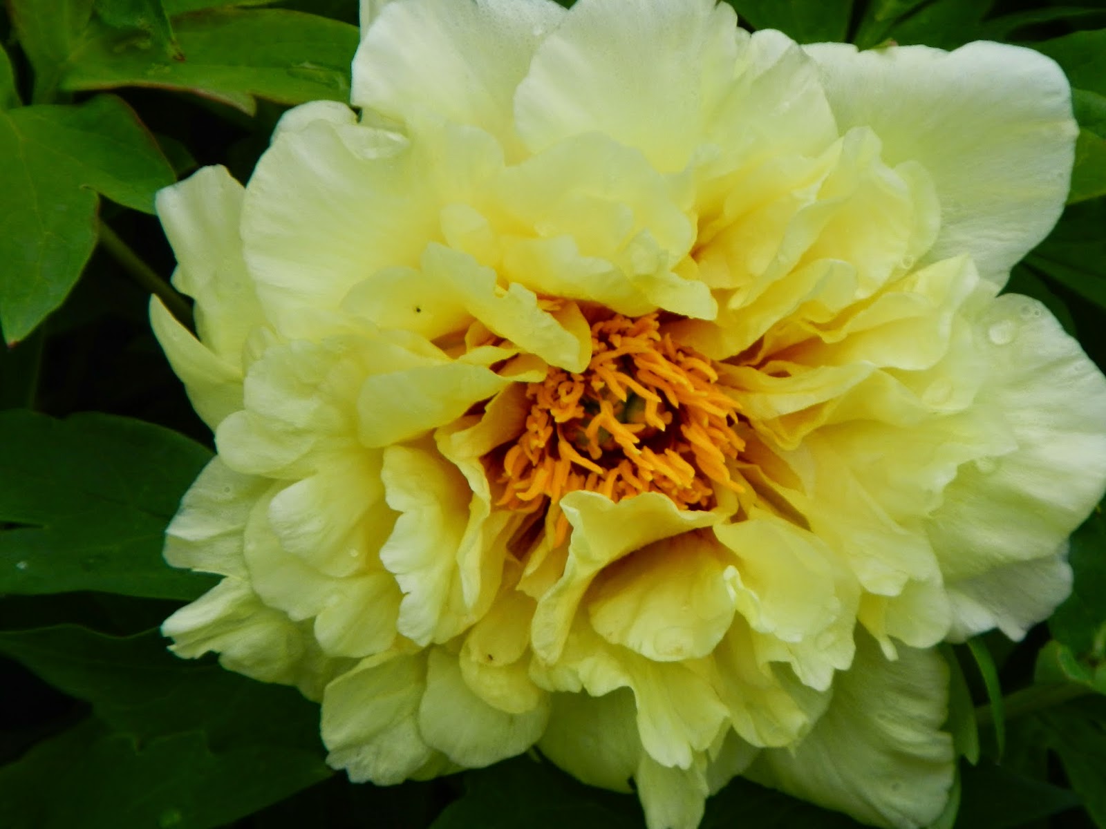 Canadian Peony Society: Vente racine