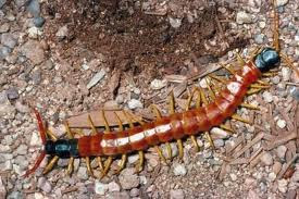 PRAYING FOR THE ROMA: The Creepy Centipede