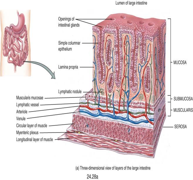 Haustra Digestive System