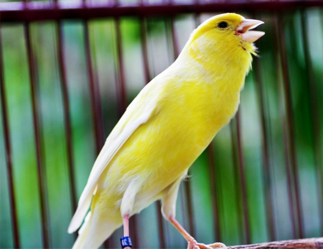 6 burung kicau yang paling banyak diminati | Seputar Info Menarik