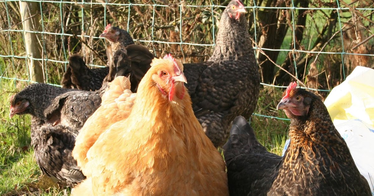 Railway Fields: Chickens