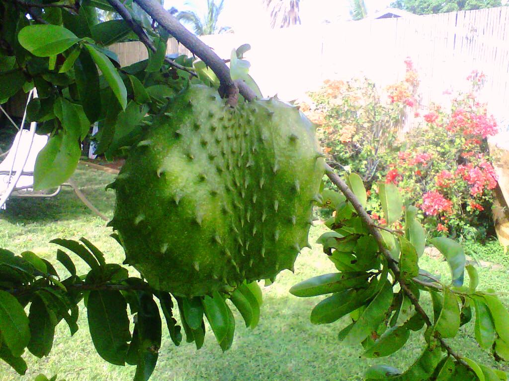 Gift of Nature: Gift of Nature: Cancer eliminating fruit- Soursop