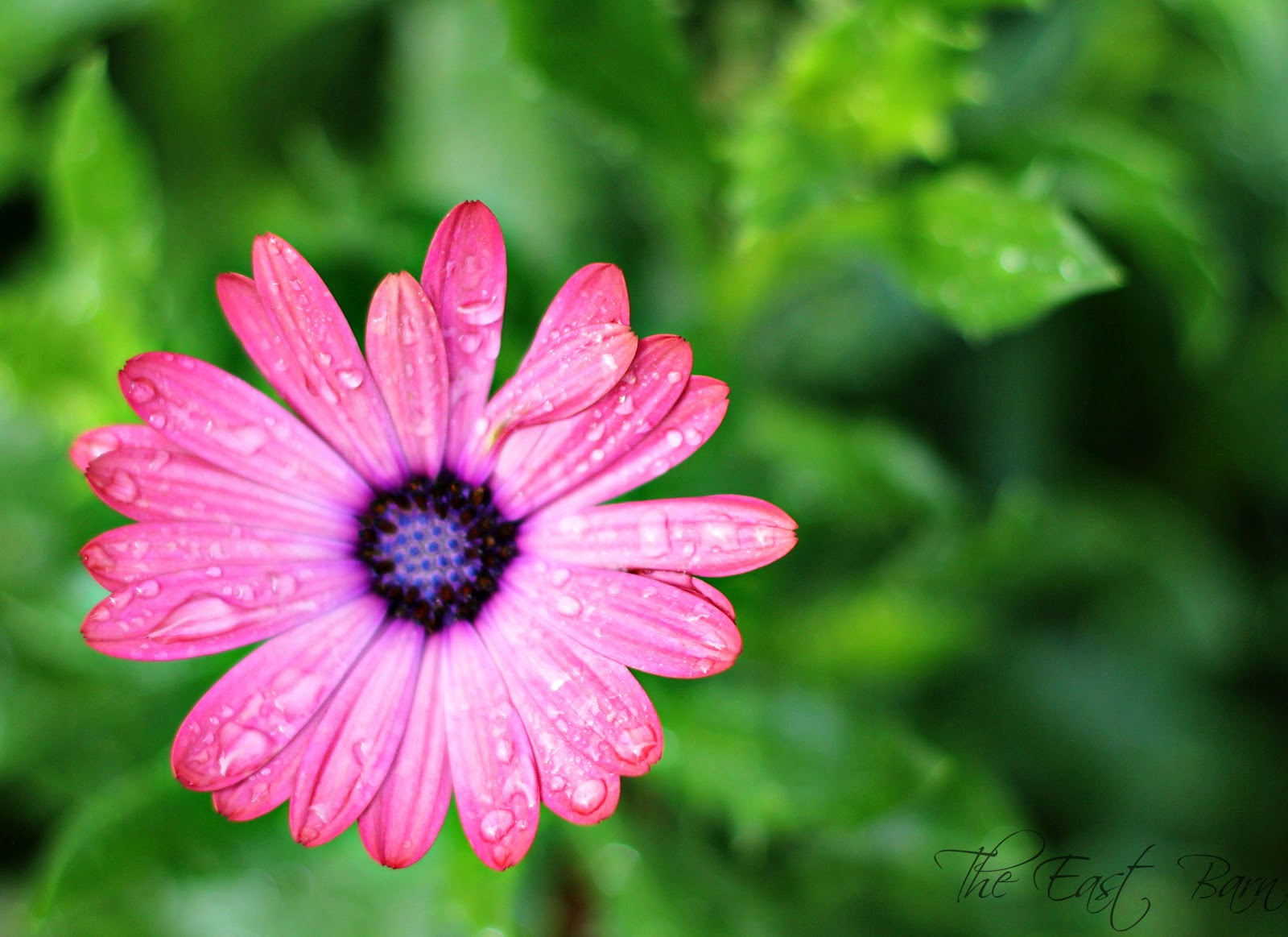 The East Barn: Raindrops on Flowers