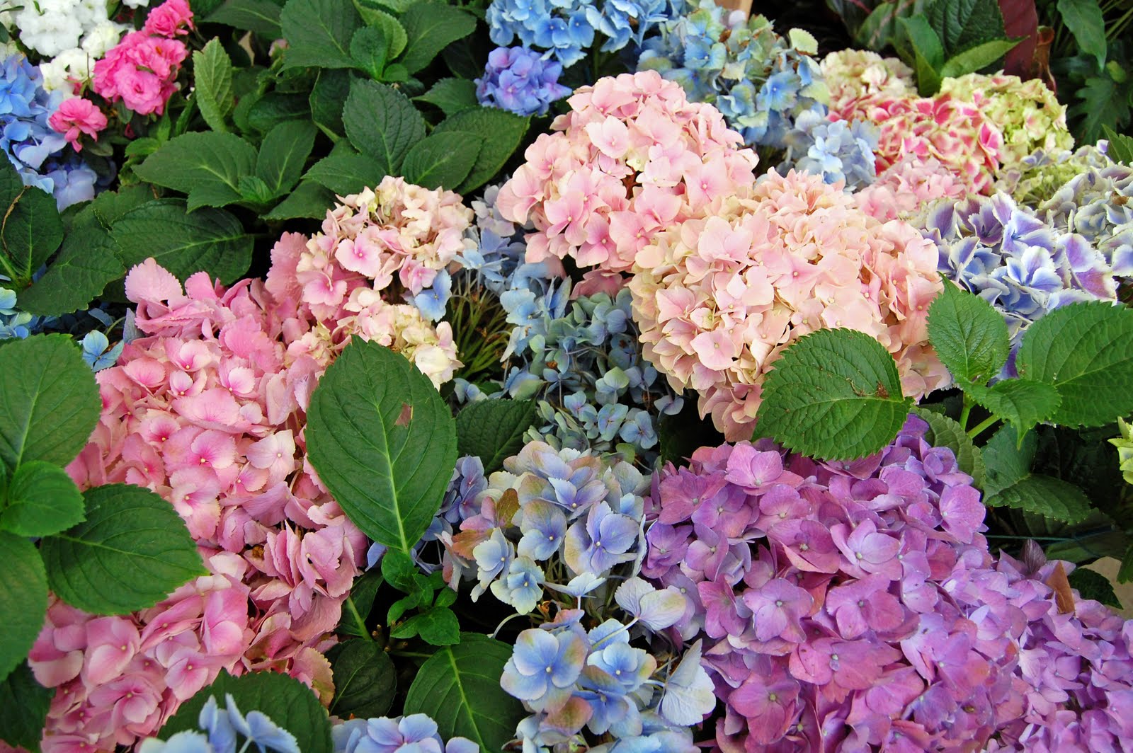 My Painted Garden: Painting Hydrangeas