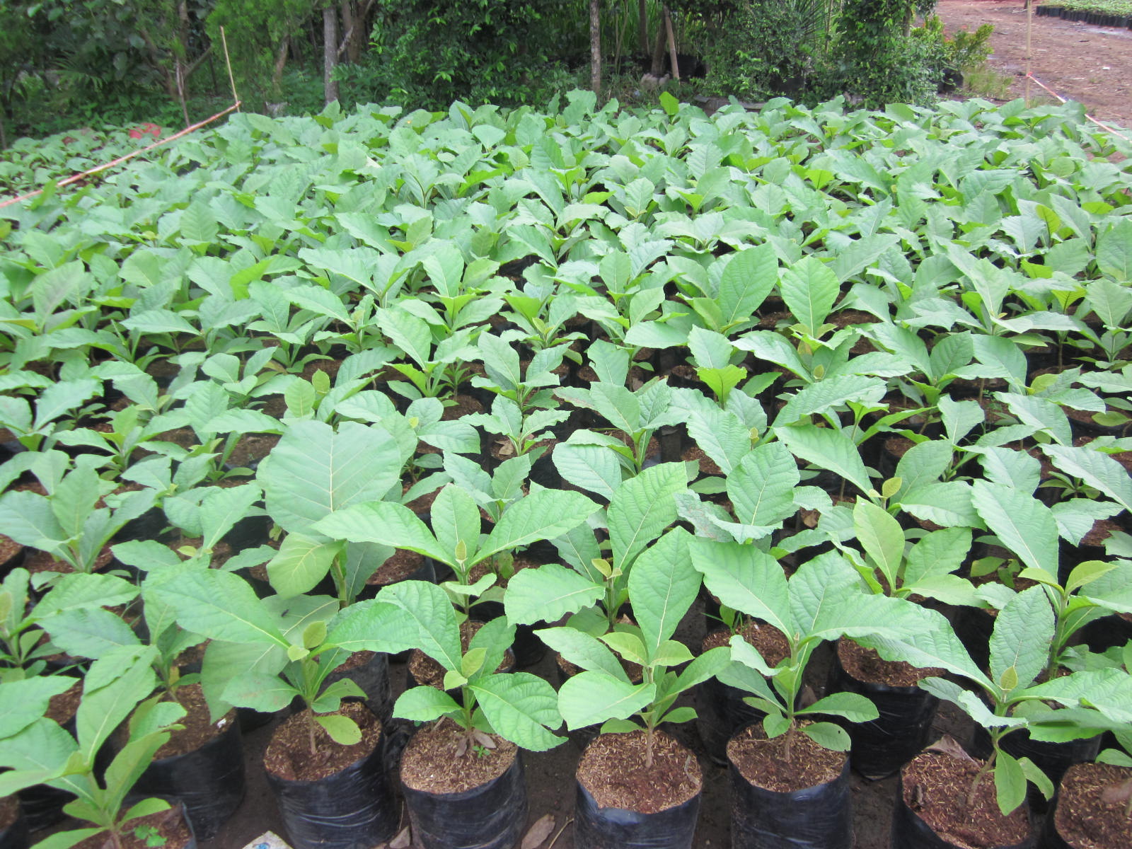 BIBIT JATI MERAH DAN TANAMAN KERAS: FOTO-FOTO BERBAGAI BIBIT YANG SIAP ...