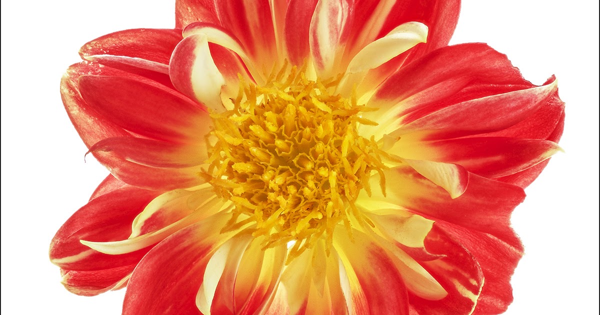 Pasión de jardinero: Dahlia variabilis
