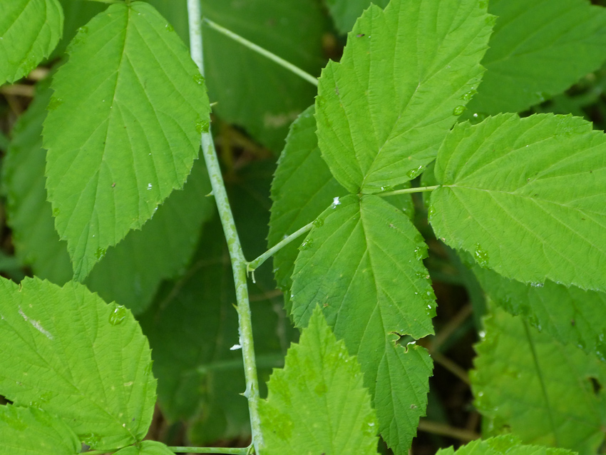 KY Natural Inquirer: Blackberris vs. Raspberries