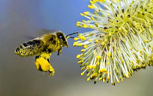 EPYH: Así es el impresionante vuelo de las abejas en cámara lenta