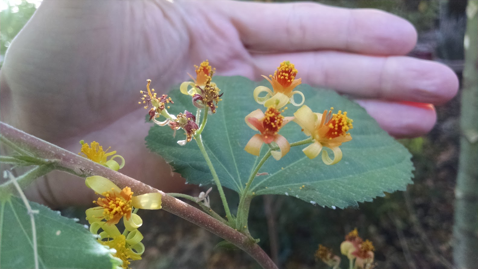 Desert Valley Orchard: Phalsa