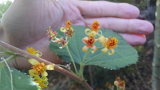 Desert Valley Orchard: Phalsa