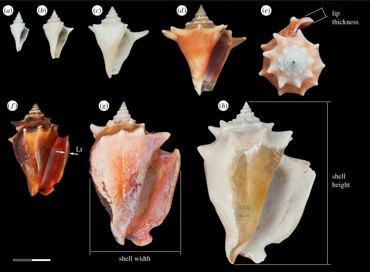 Rosa Rubicondior: Recent Evolution In The Caribbean.