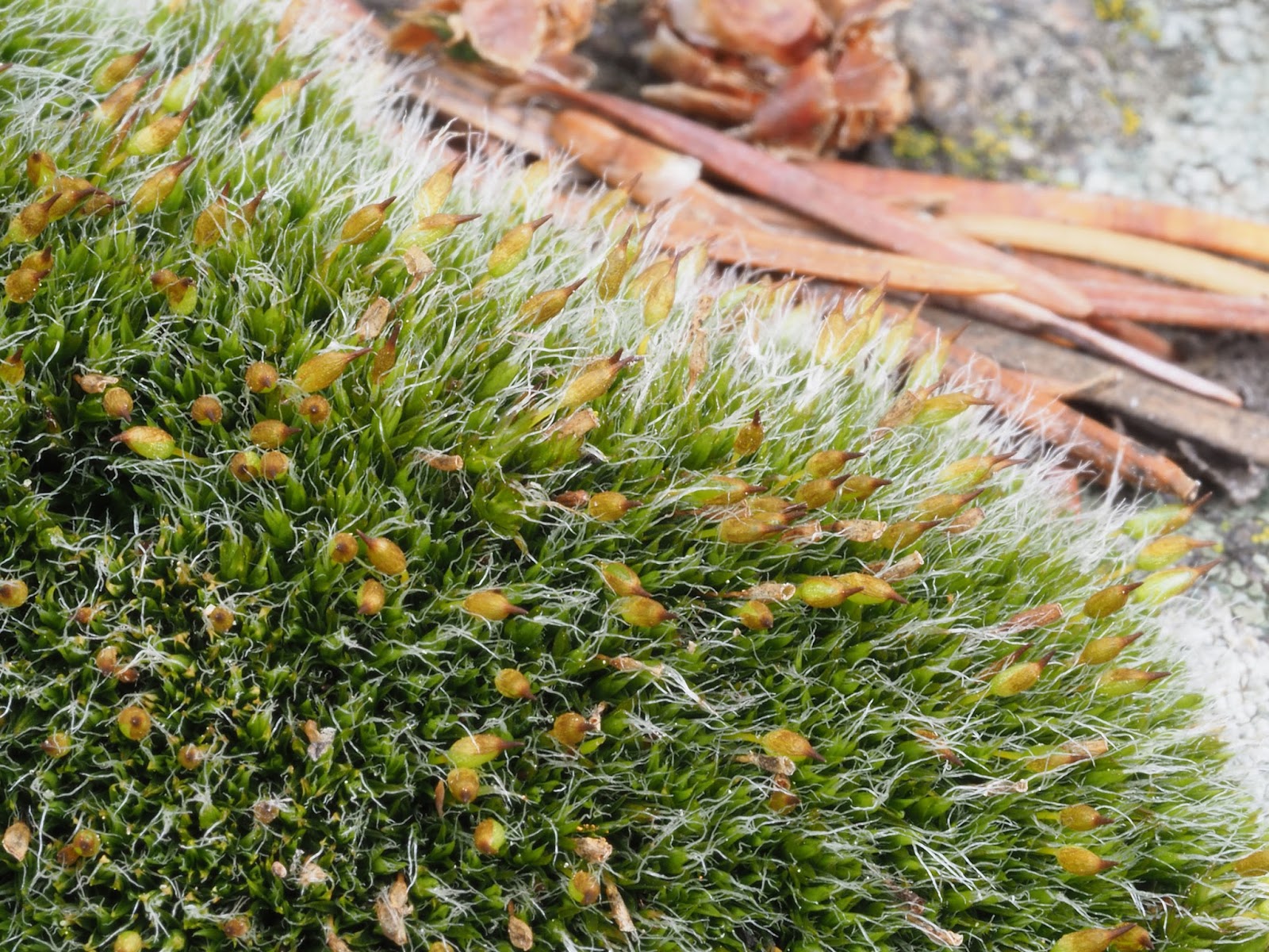 What's Growing in Colorado : Getting to Know the Bryophytes