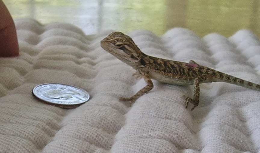 Sarah's Bearded Dragon Rescue: The Color Babies, rescues 26 through 30