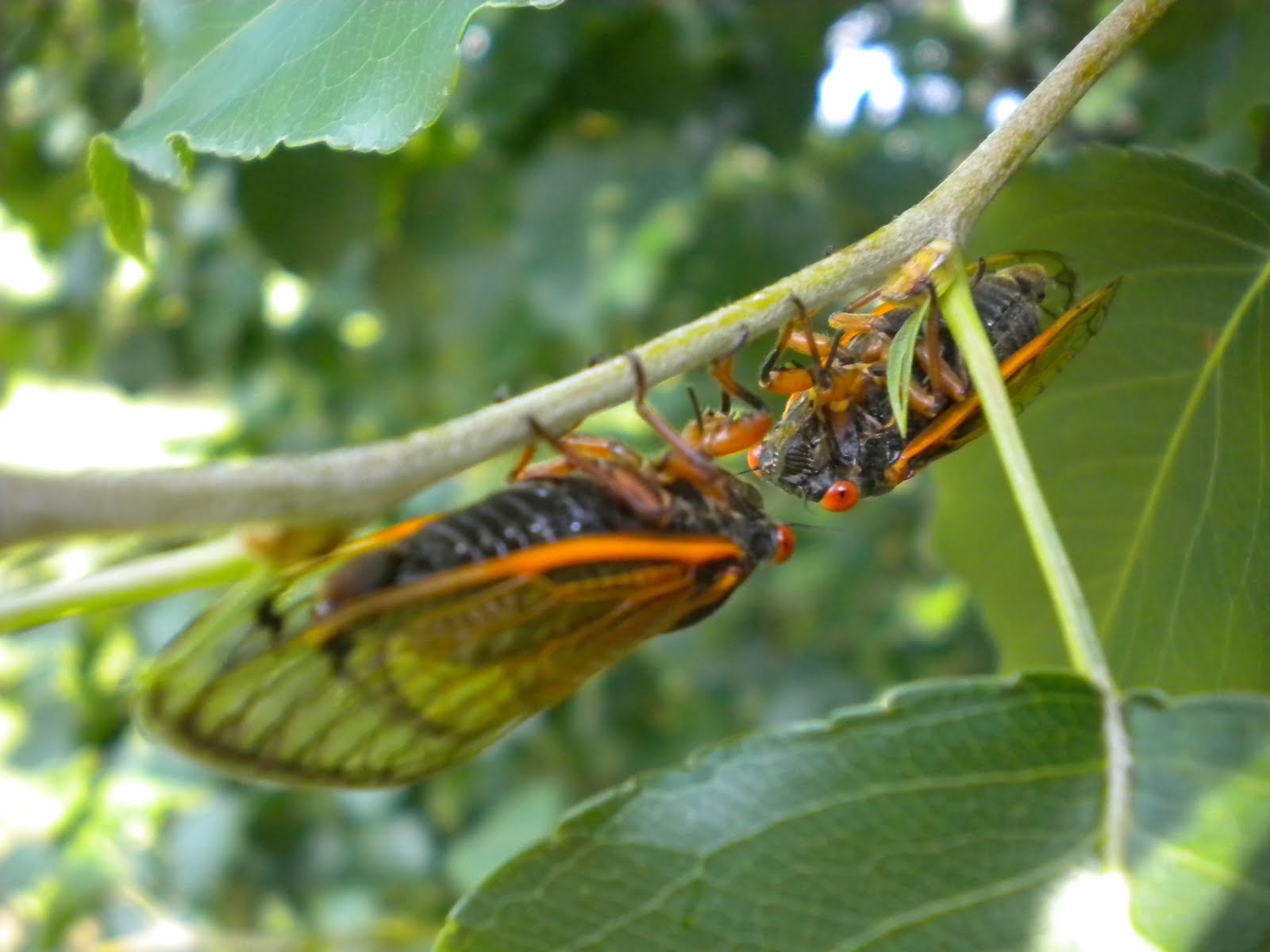 Just Call Me Muffin - Let's Cook!: Summer, Cicadas, and Cupcakes