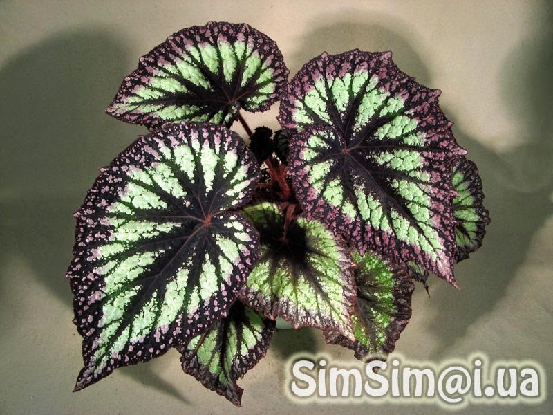 Beauty will save the world!!!: Begonia "Fireworks"