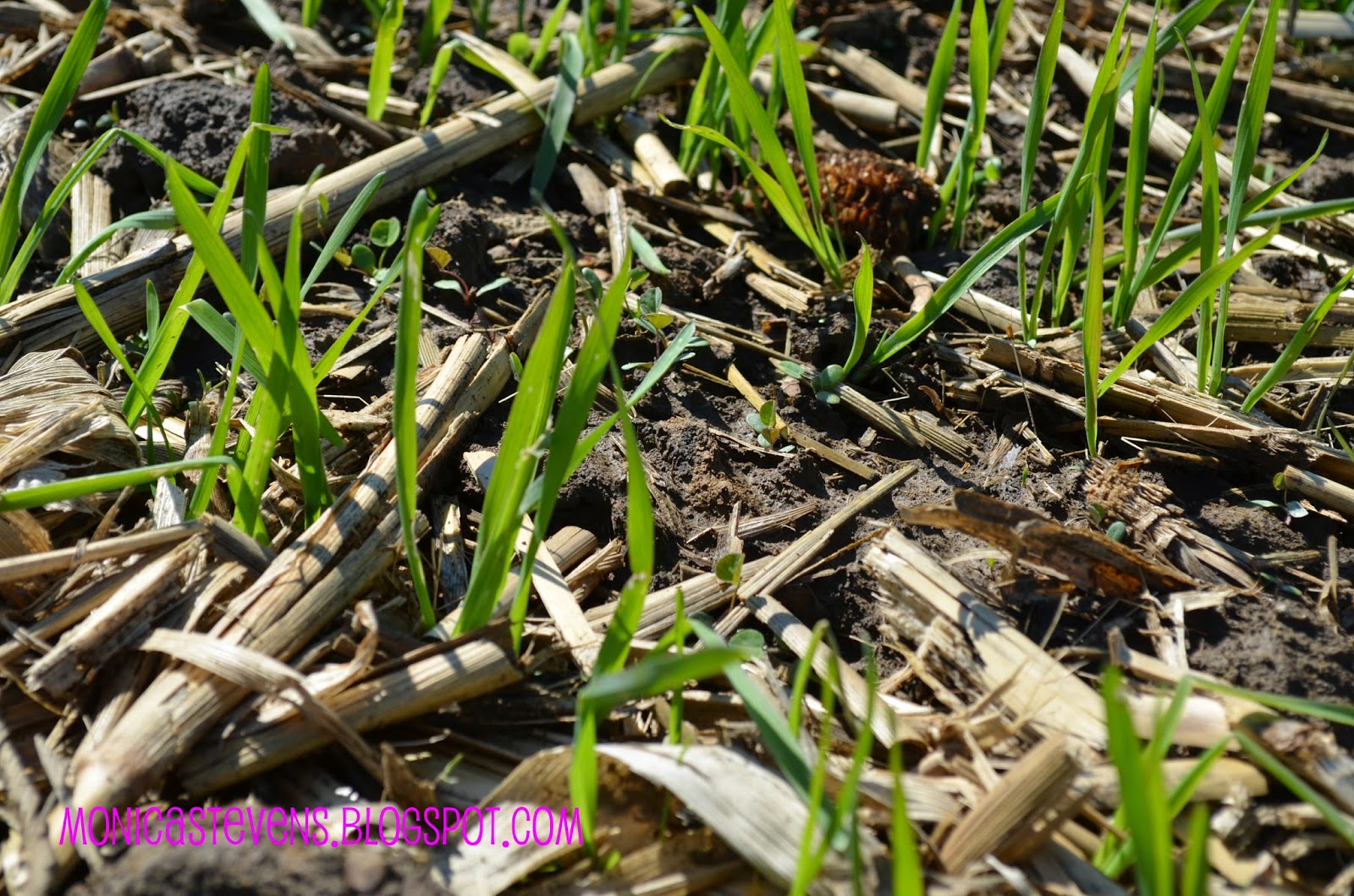the life of a cow chick: Seeding for hay fields