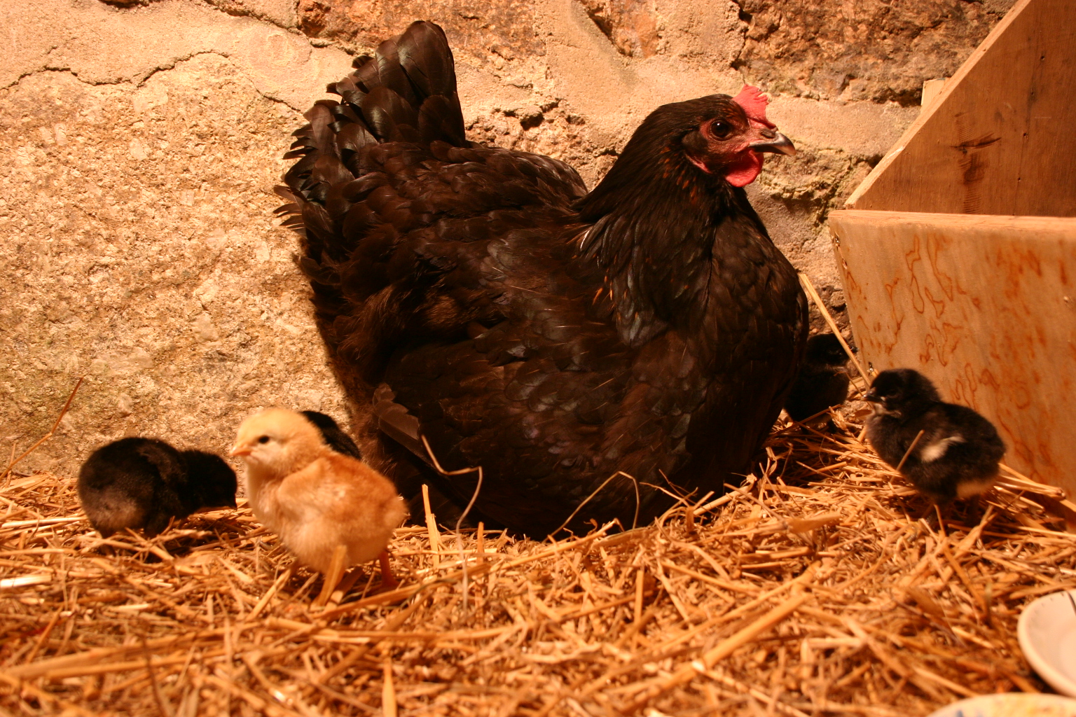 permacultuur avontuur: 33. Een Marans Kippentractor.