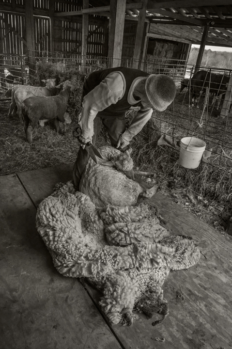 Dan Routh Photography: Shearing 2015