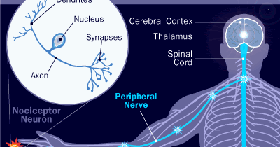 KING HSAN IV: Why HSAN-IV? How HSAN-IV?