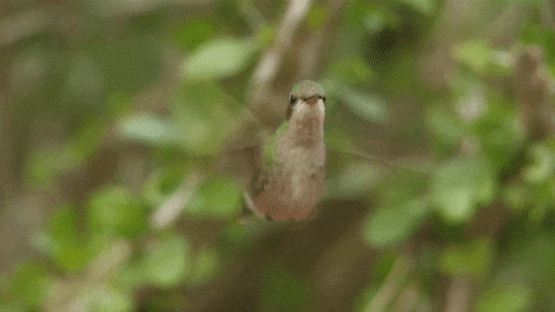 Un poco de todo : La leyenda del colibrí, con gifs hermosos