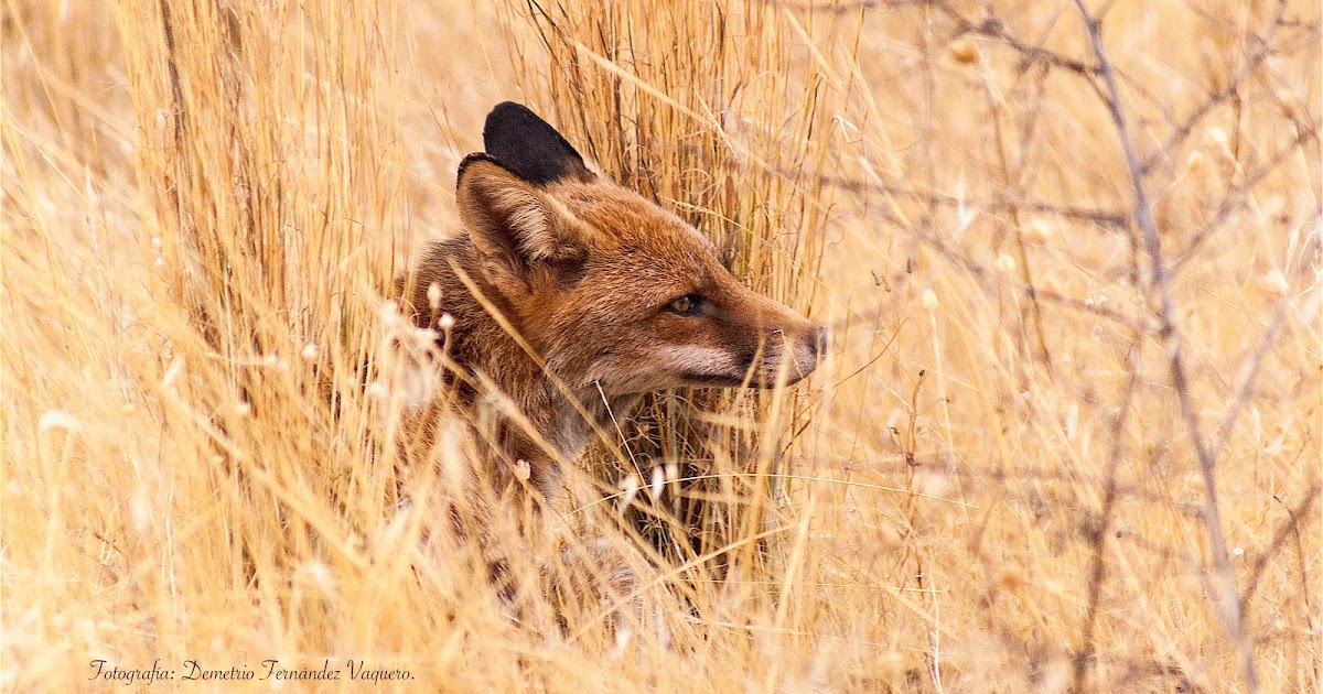 Enfoque selectivo en fotografía de naturaleza 4 fotografías ...