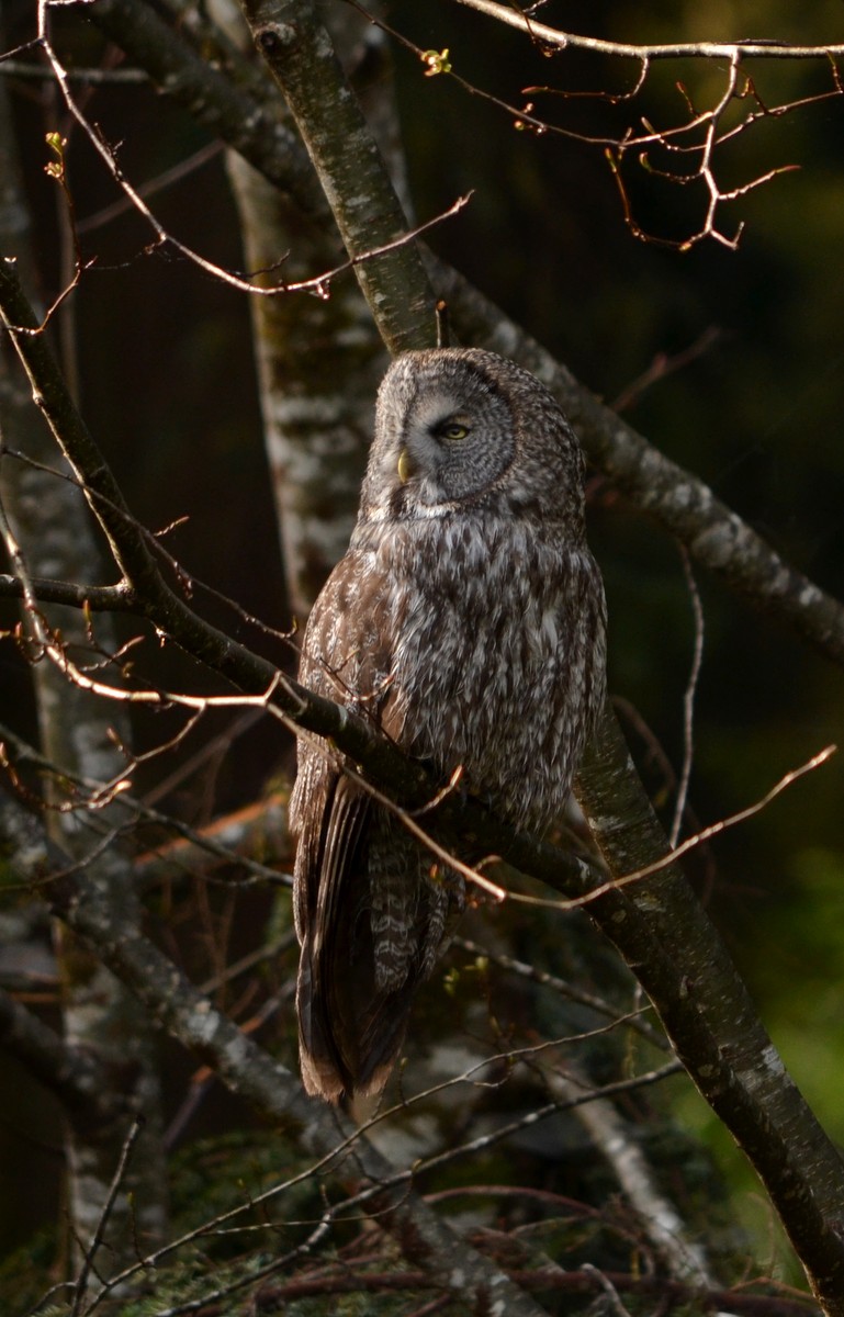 Woods Walks and Wildlife: Another Owl?! Great Gray in Prairie Creek