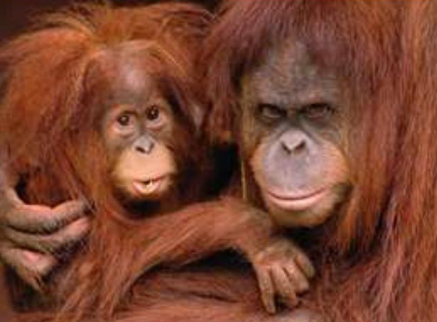 Orangutan Kalimantan Hewan Primata Dilindungi « Animals Box
