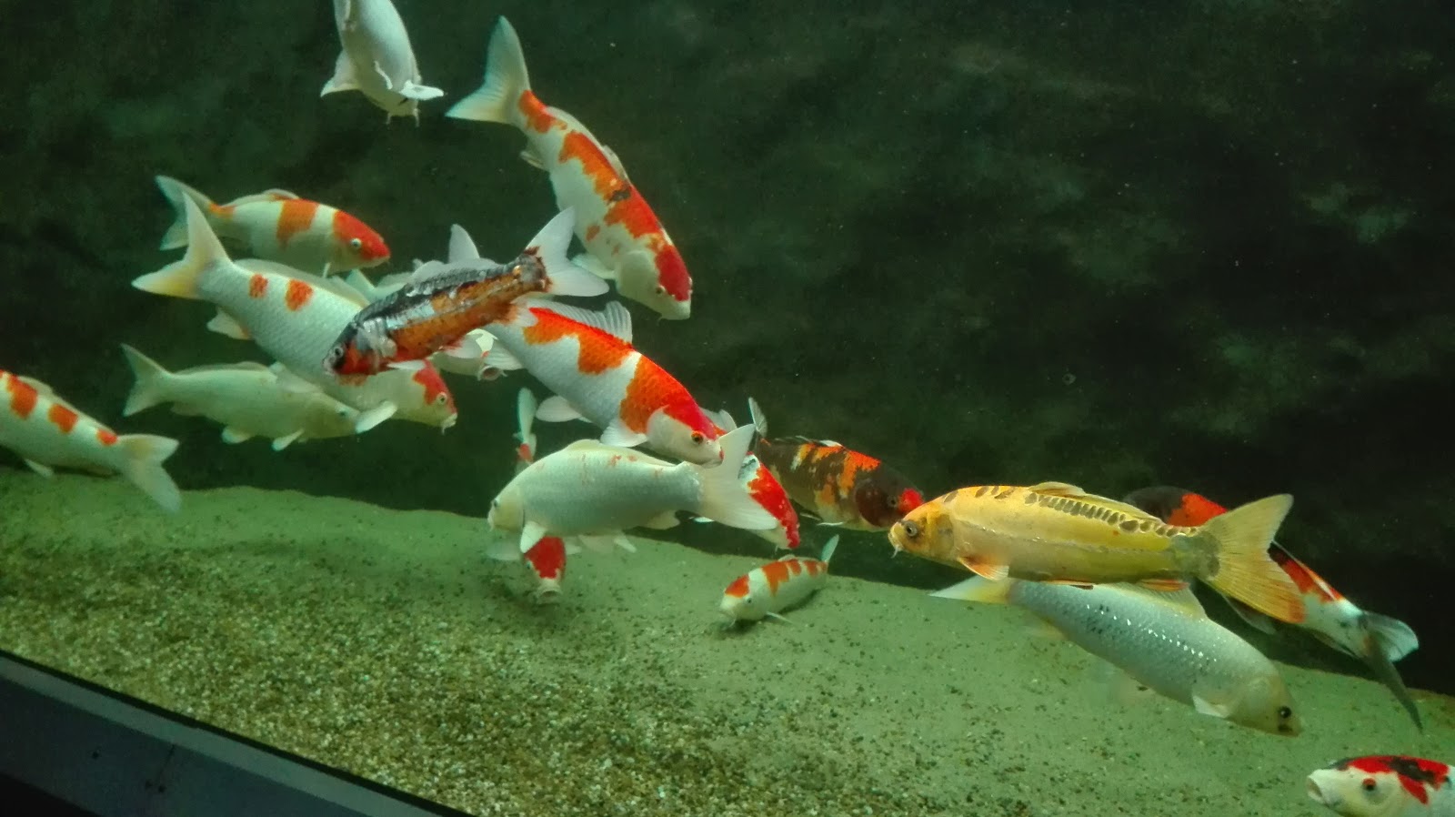 nicolcarm: Acvariul din Tulcea