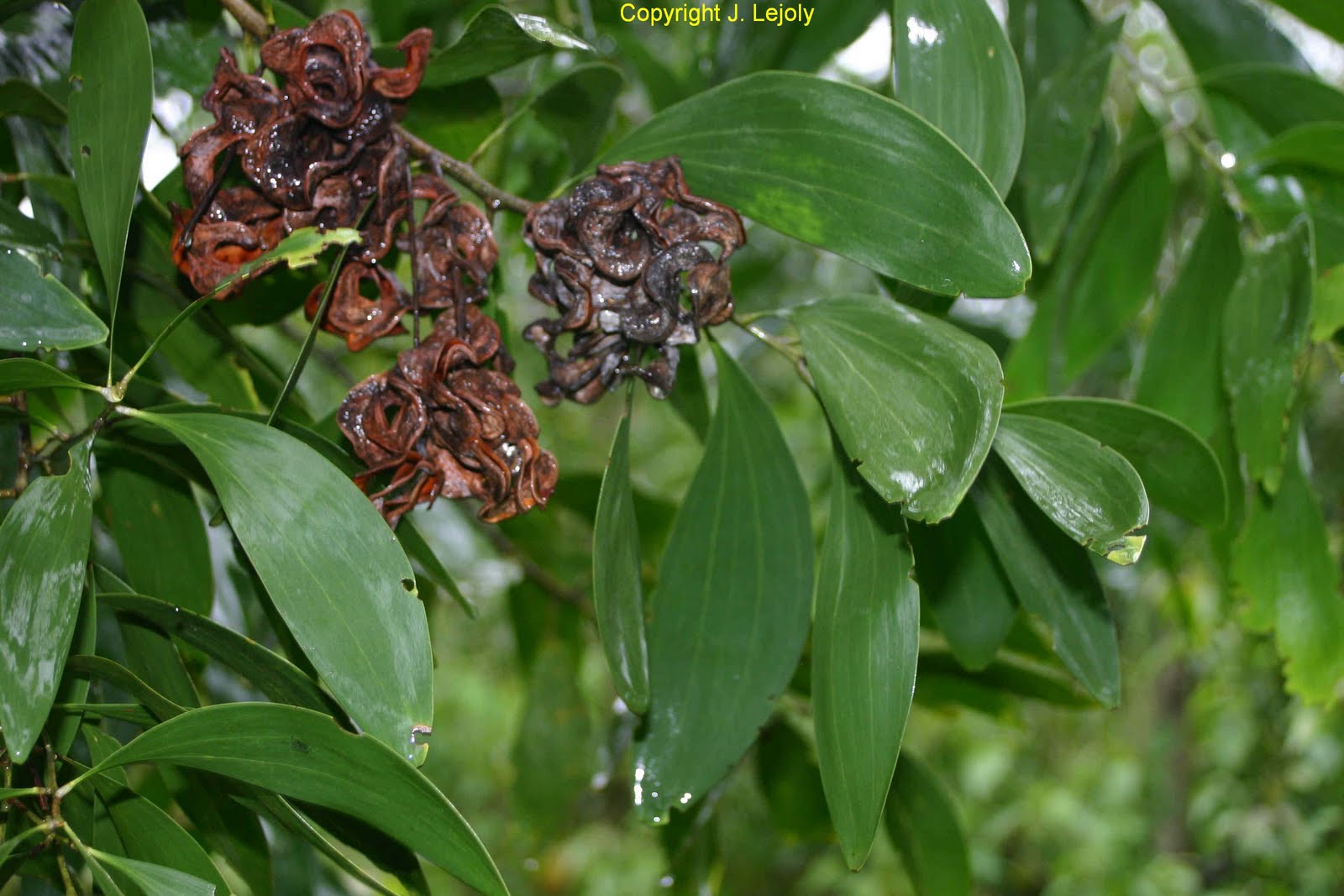 akasia I (the tree) | Akasianapedia