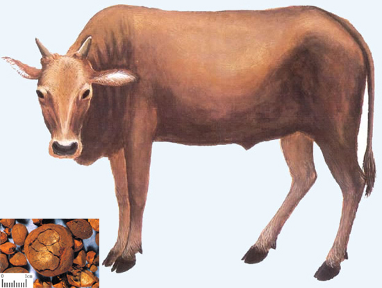 Ox gallstone (Niuhuang)-Bos taurus domesticus-Calculus Bovis