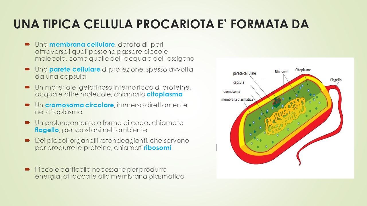 L'angolo della Geologia: Biosfera - Infografica - La cellula procariote