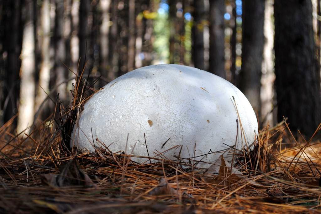 The Giant Puffball: Nature’s Orbicular Idiosyncrasy ~ Kuriositas