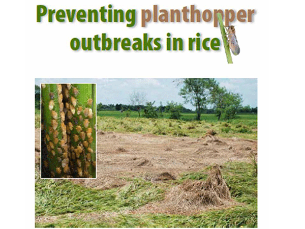 Nature and Farming: Rice Insects: Brown Planthopper
