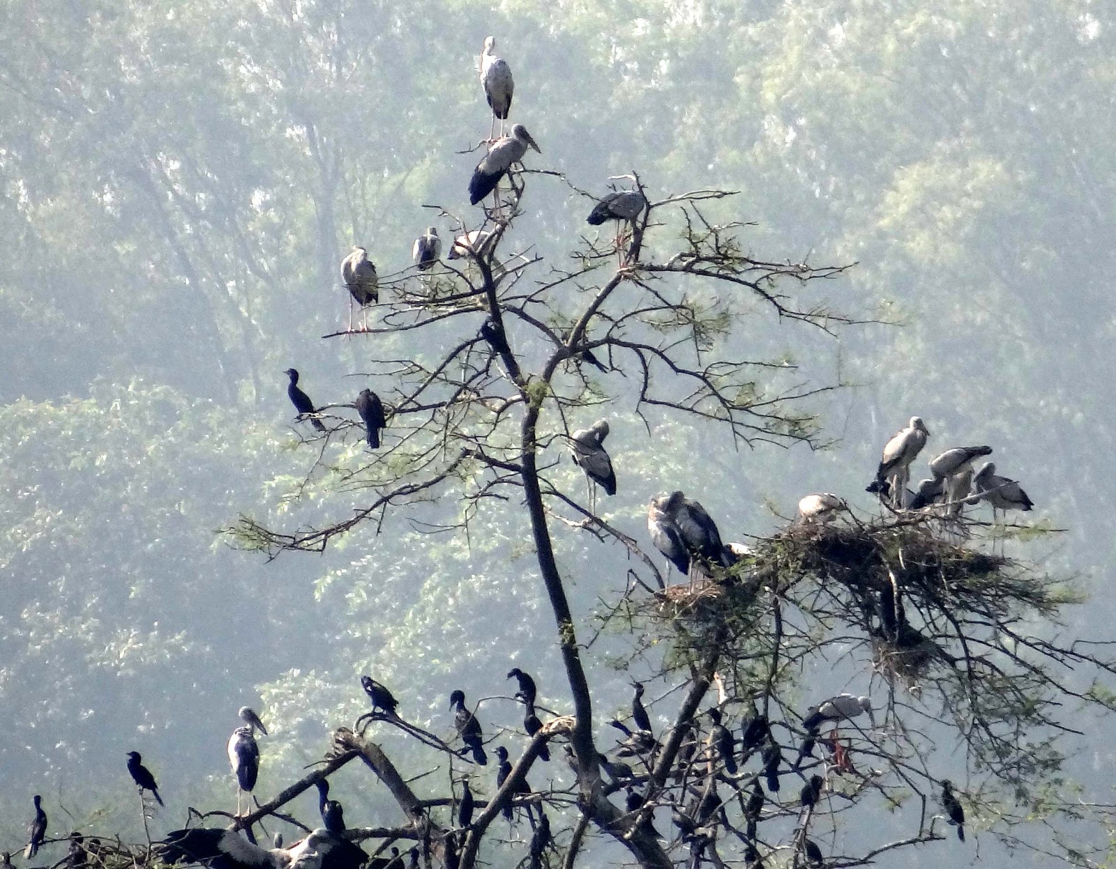 Friendly Neighbourhood Birders: 19. Nawabganj Bird Sanctuary, Lucknow