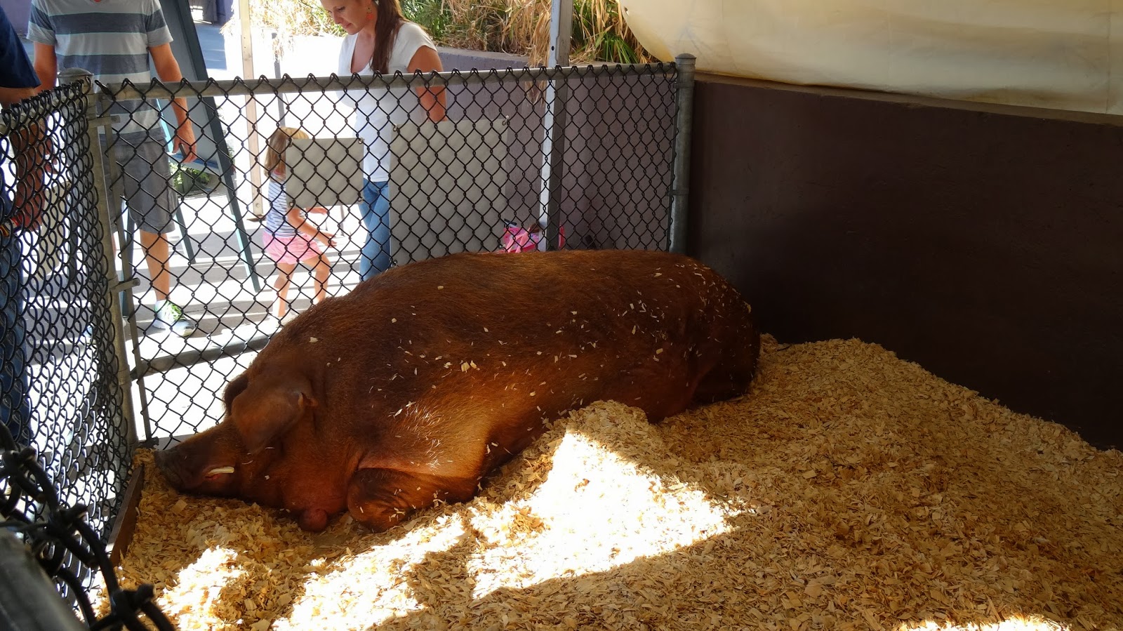 State Fair of Texas 2013: Prize Winning Hog at Texas State Fair 2013