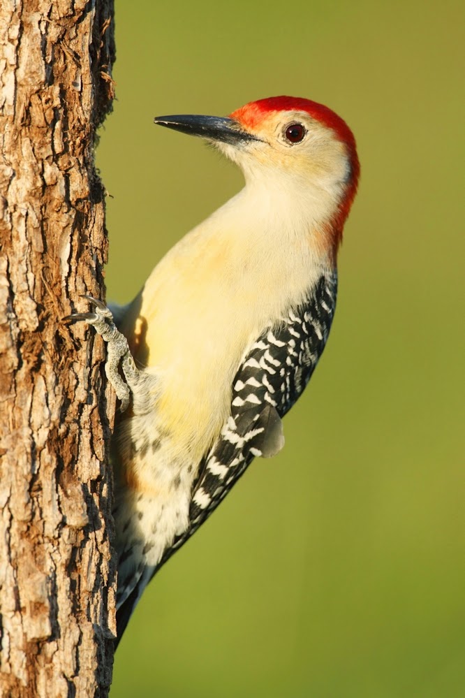 Steve Byland Nature Photography