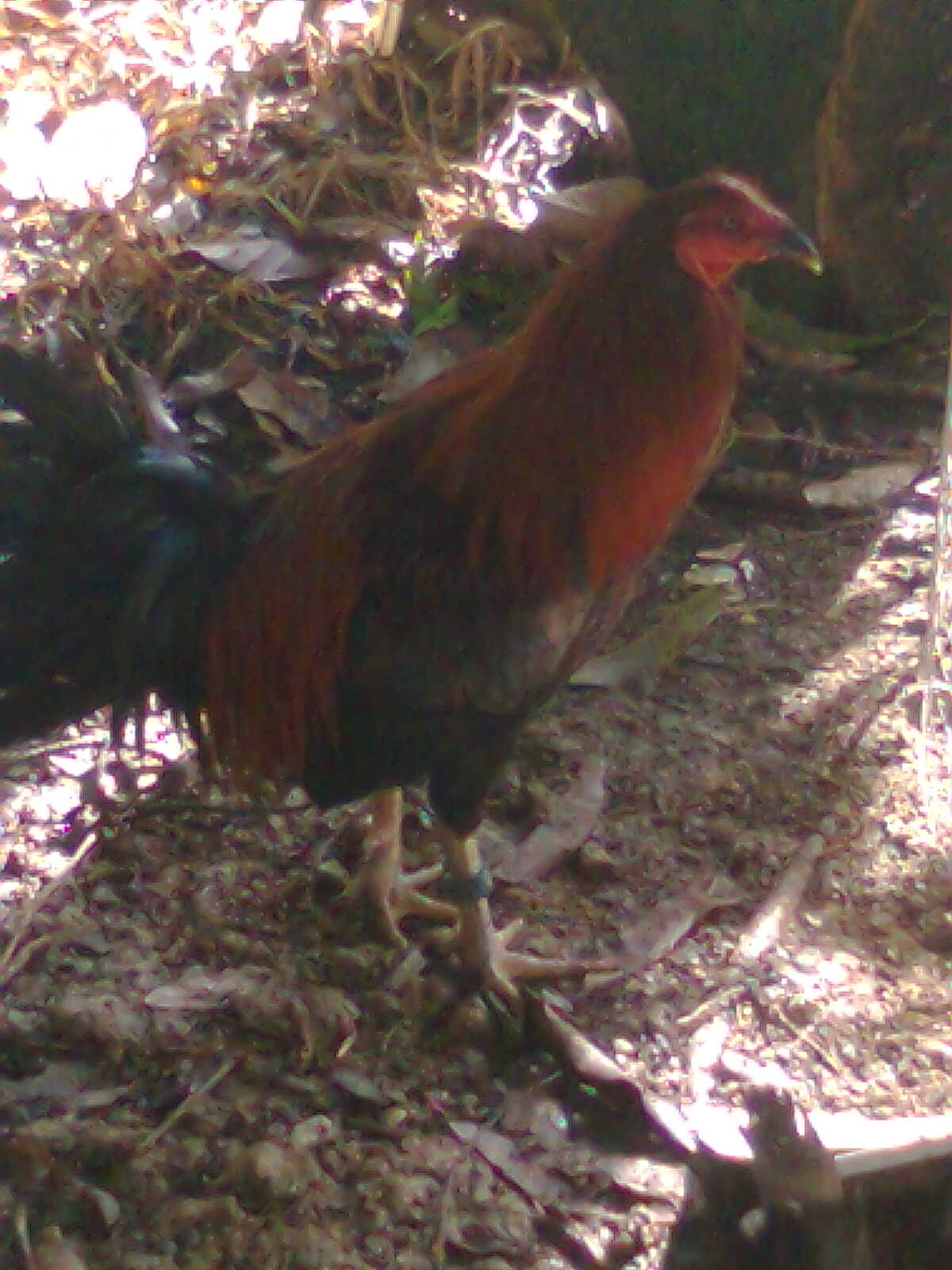 Sarawak Gamefowl Farm: Battlefowl- Stag (17/7/11)