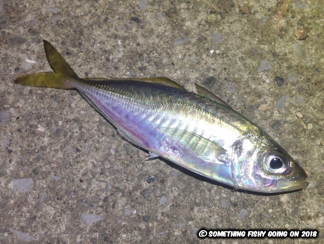 Something Fishy Going On: Species I caught in 2018.