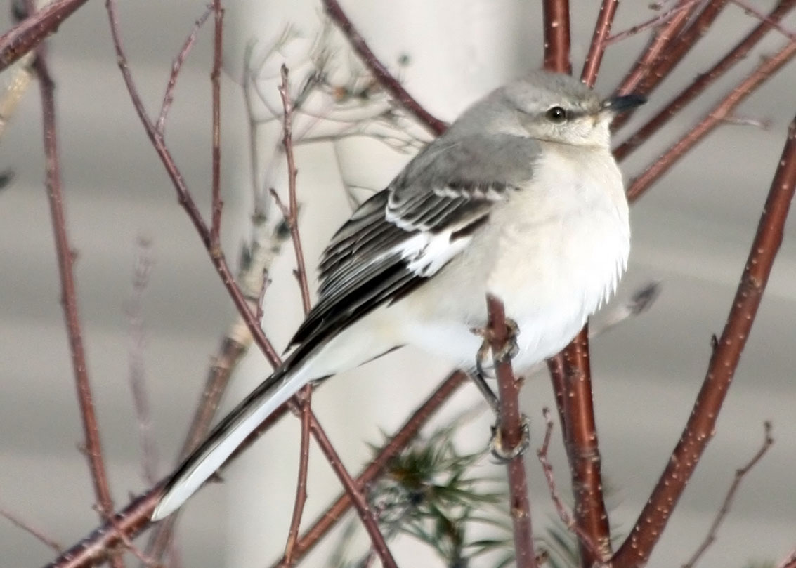 Birding with Lisa de Leon: Juvenile Northern Mockingbird