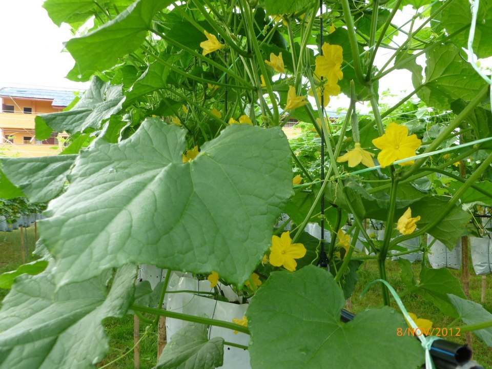 OBO: Projek Tanaman Timun Fertigasi Terbuka Di SMK Kuala Jengal, Dungun ...