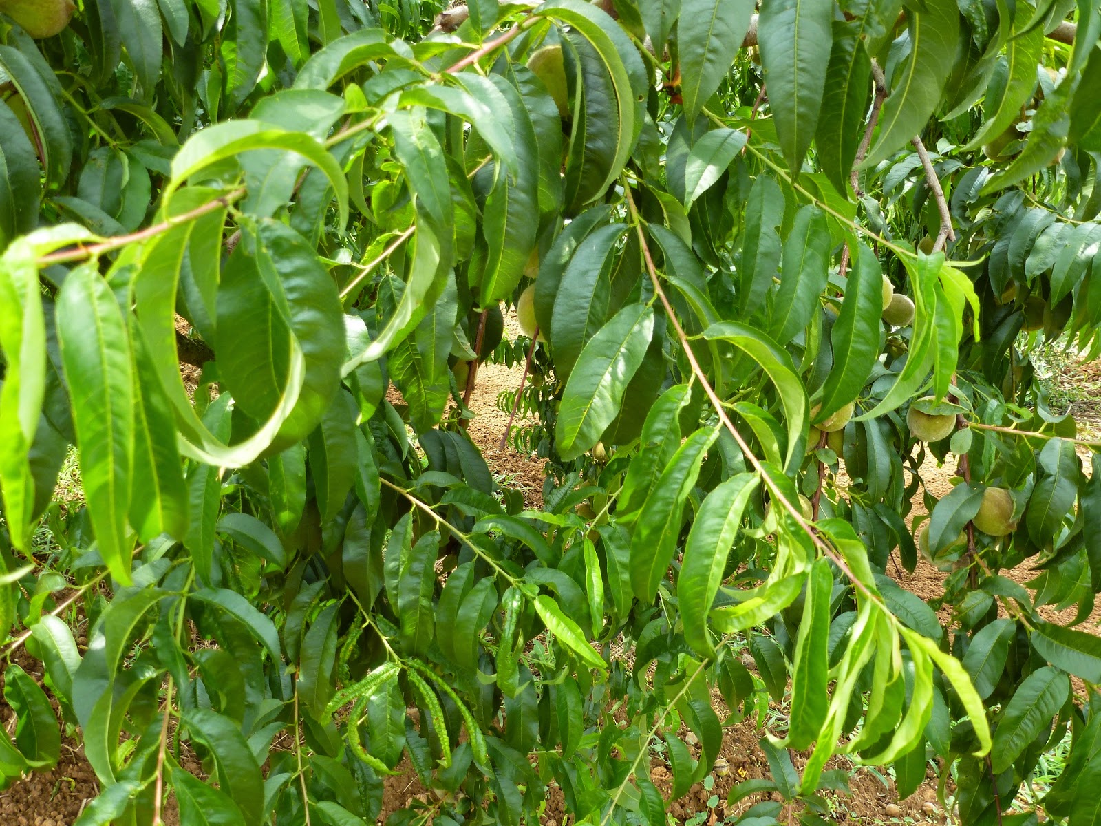 Árboles con alma: Melocotonero. Presseguer. (Prunus persica)