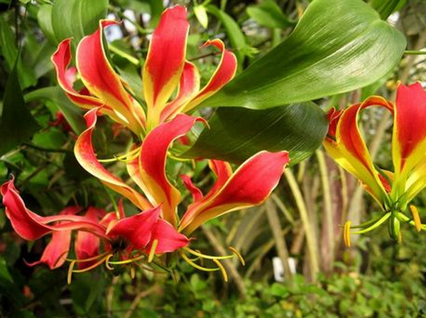 Gardens Inspired: Hummingbird favorites – Plants hummingbirds love